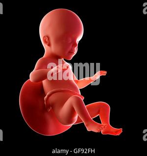 Human fetus age 26 weeks, illustration Stock Photo - Alamy