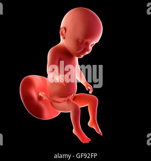 Human fetus age 31 weeks, illustration Stock Photo - Alamy