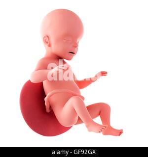 Human fetus age 26 weeks, illustration Stock Photo - Alamy