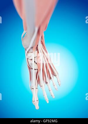 Human foot anatomy, illustration Stock Photo - Alamy