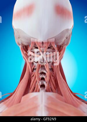 Human neck muscles, illustration Stock Photo - Alamy