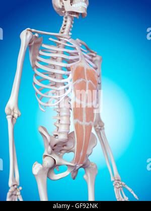 Anatomy of human abdominal muscles Stock Photo - Alamy