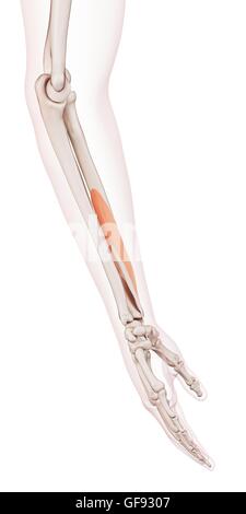 Illustration of the flexor pollicis longus muscles Stock Photo - Alamy