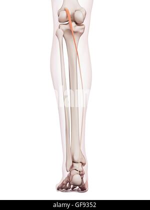 Illustration of the plantaris muscles Stock Photo - Alamy