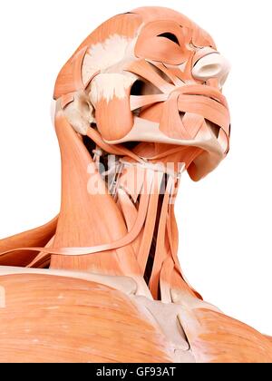 Anatomy of human face and neck muscles, front view Stock Photo - Alamy