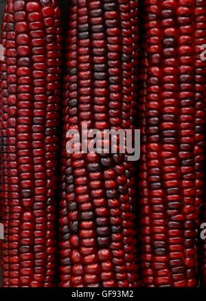 Flint corn, (Zea mays indurata; also known in most countries as Indian ...