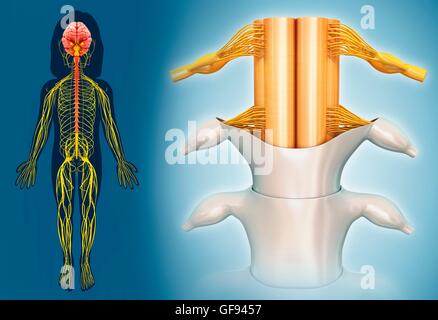 Illustration of a child's brain and spinal cord anatomy Stock Photo - Alamy