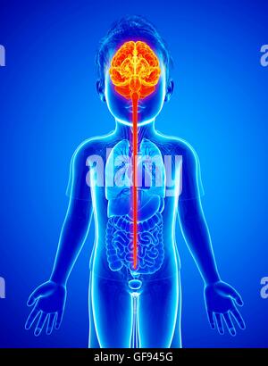Illustration of a child's brain anatomy Stock Photo - Alamy