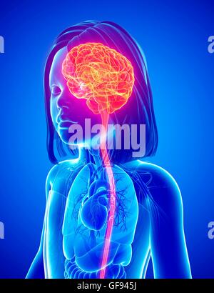 Illustration of child's brain anatomy Stock Photo - Alamy