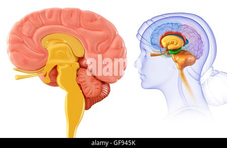 Illustration cross section of the brain Stock Photo - Alamy