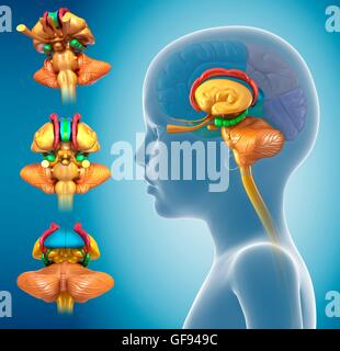 Illustration of a child's brain and spinal cord anatomy Stock Photo - Alamy