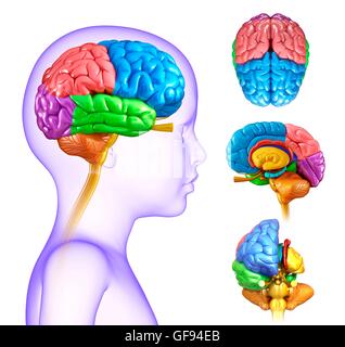 Illustration of a child's brain anatomy Stock Photo - Alamy