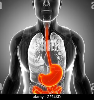 Illustration of male stomach anatomy Stock Photo - Alamy