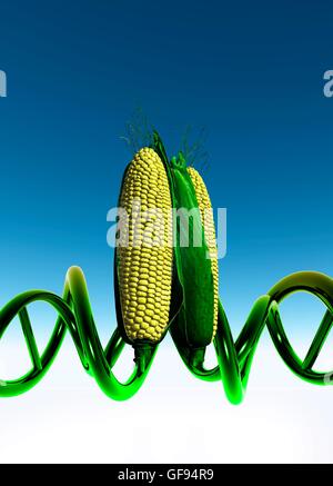 GM corn cob, illustration Stock Photo - Alamy