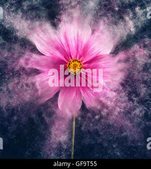 Flower - Exploding Stock Photo - Alamy