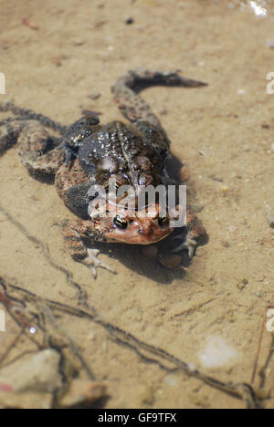 frog or toad eggs laying in human hand all against water of pond in ...