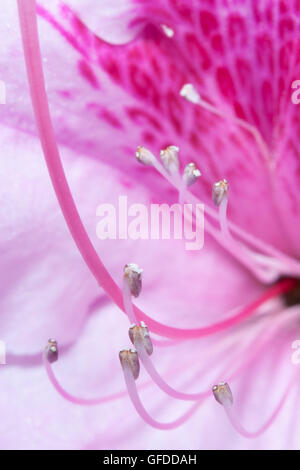 Closeup shot of beautiful pink rhododendron flowers on a shrub Stock ...