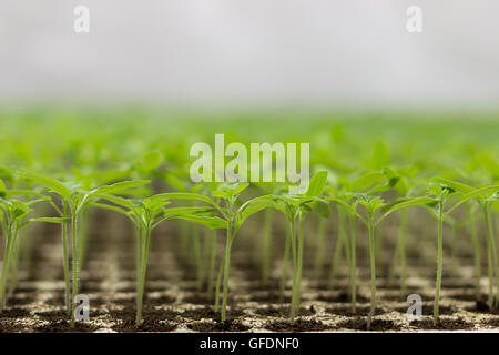 Seedlings CFL grow light HPS grow light Stock Photo - Alamy