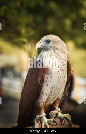An Angry Red-tailed Hawk Stock Photo - Alamy