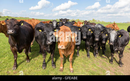 the dexter cattle Stock Photo - Alamy
