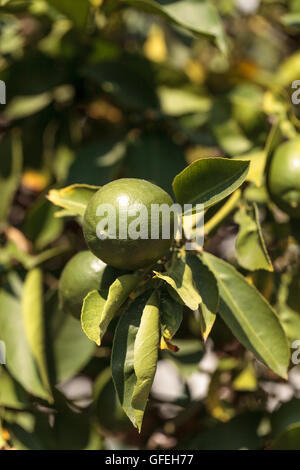 Green lime tree in the orchard Stock Photo - Alamy