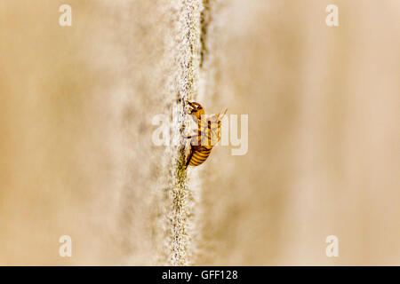 empty exoskeleton of bee still on grunge wall Stock Photo - Alamy