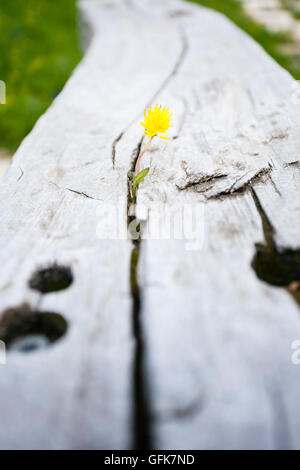 Flower growing in a timber slot. Taraxacum officinale detail Stock ...