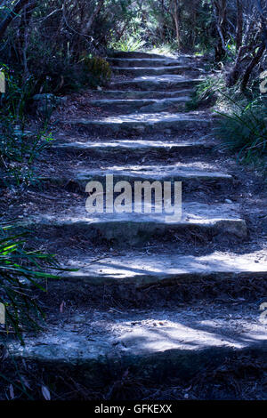 Bushwalking Track in the Royal National Park, NSW Australia Stock Photo ...