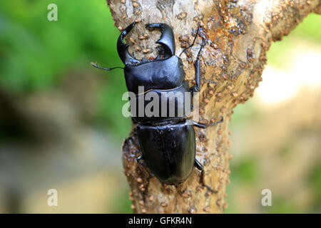 Dorcus bucephalus in Java Island, Indonesia Stock Photo - Alamy