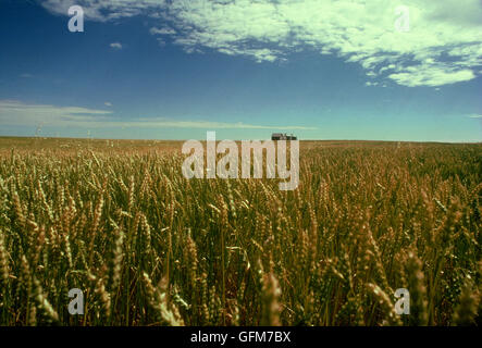 Saskatchewan produces wheat and supplies 10 per cent of the world's ...