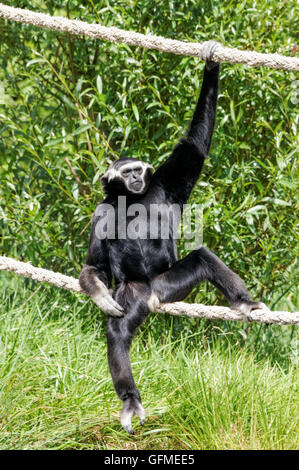Captive pileated gibbon (Hylobates pileatus) female in zoo / zoological ...