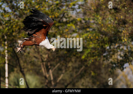 HARARE, An African fish eagle is seen at a bird park in the suburbs of ...