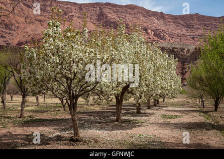 The orchard at the Historic Lonely Dell Ranch in its winter sleep in ...