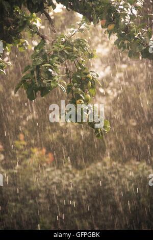 Apple Tree (malus domestica) with heavy fruit Oxfordshire England uk ...