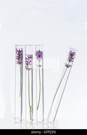 cosmetology lab - Flowers of lavender in test tubes Stock Photo - Alamy