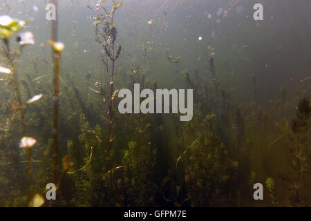 Freshwater underwater scene Freshwater fish rivers and lakes Swamp ...