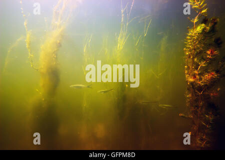 Freshwater underwater scene Freshwater fish rivers and lakes Swamp ...