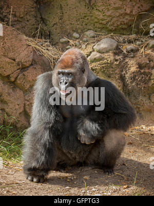 Adult alpha male silverback gorilla resident at port Lympne Reserve in ...