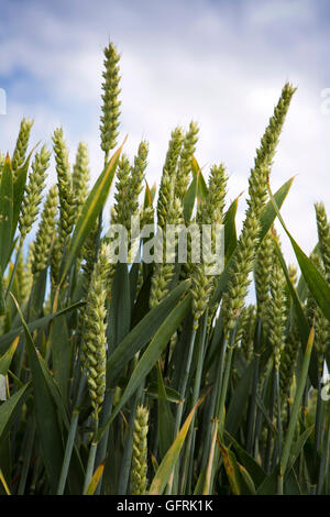 Wheat field ripening in Bedfordshire, England, UK Stock Photo - Alamy