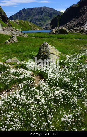 Cotton flowers and Toma lake, Leigh da Tuma, source or origin of Rhine ...