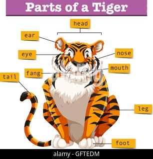 Diagram showing parts of tiger Stock Vector Image & Art - Alamy