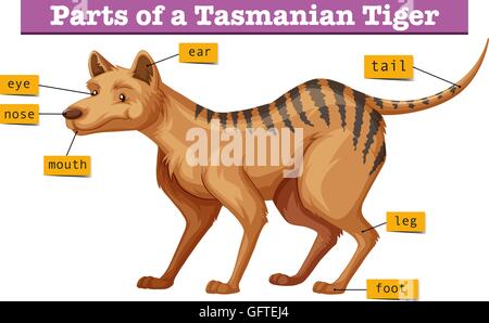 Diagram showing parts of tiger Stock Vector Image & Art - Alamy