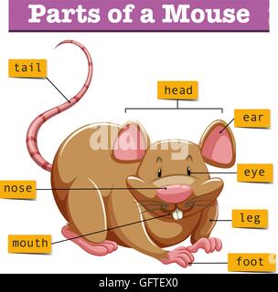 Diagram showing parts of mouse Stock Vector Image & Art - Alamy