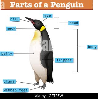 Diagram showing parts of penguin Stock Vector Image & Art - Alamy