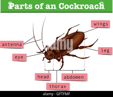 Diagram showing parts of cockroach illustration Stock Vector Image ...