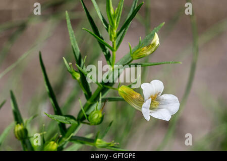 Flower of a gratiole (Gratiola officinalis Stock Photo - Alamy