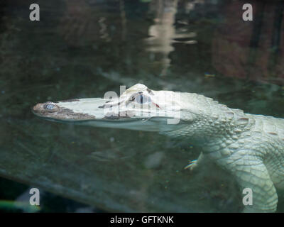 Leucistic, white alligator, Alligator mississippiensis, at the Audubon ...