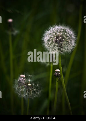 the dandelion's seeds are ripe. the dandelion is ripe Stock Photo - Alamy