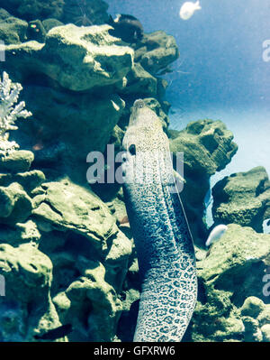 White Moray Eel Stock Photo - Alamy