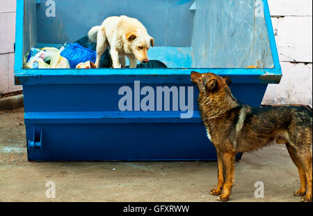 dogs in dustbin Stock Photo - Alamy